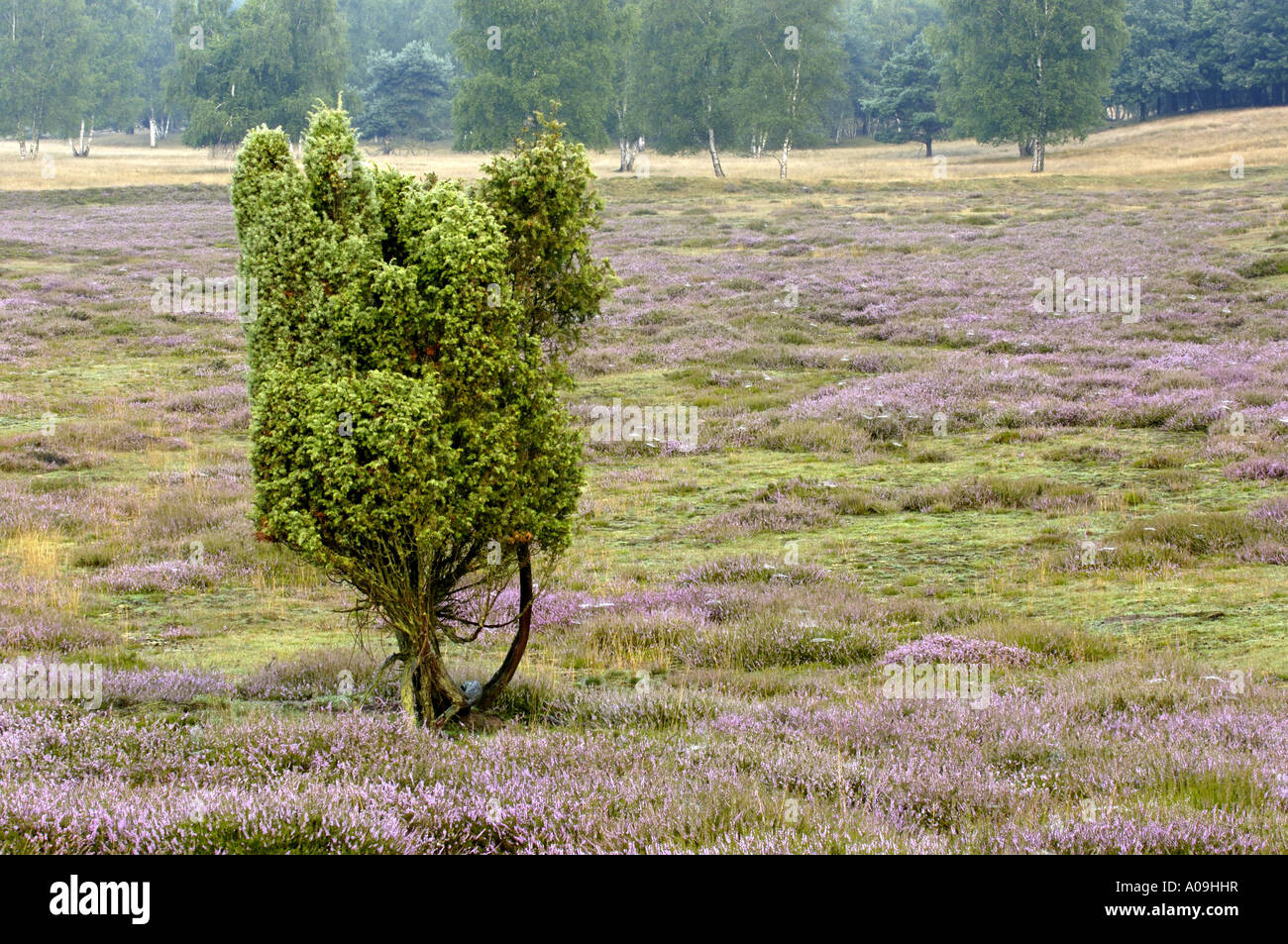common juniper, ground juniper (Juniperus communis), single bush with ...