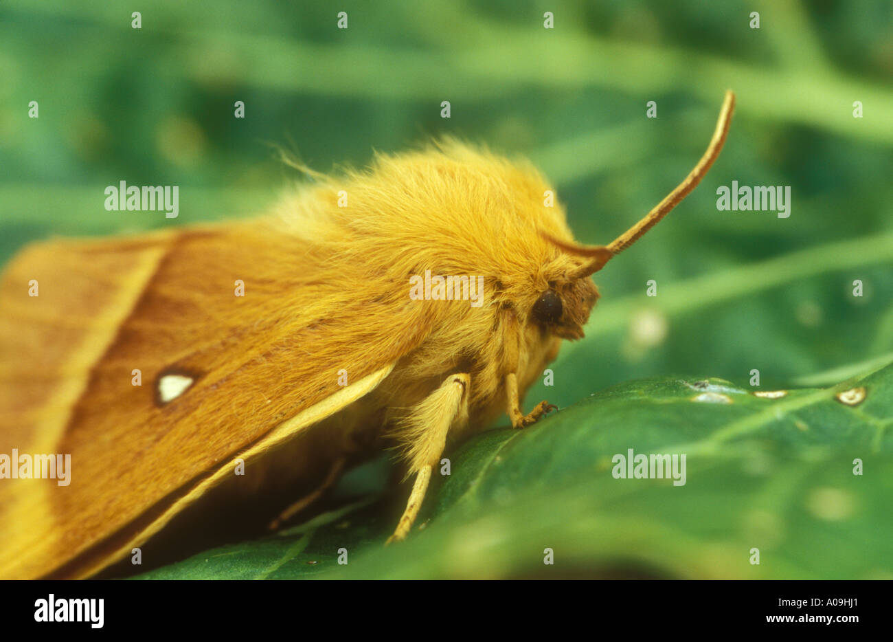 Cream color hairy moth hi-res stock photography and images - Alamy