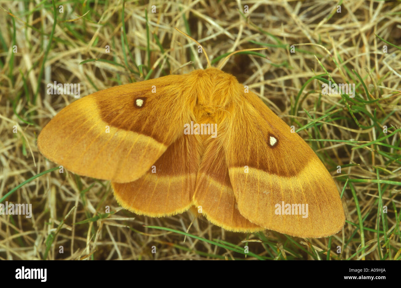 The Drinker moth resting Stock Photo - Alamy