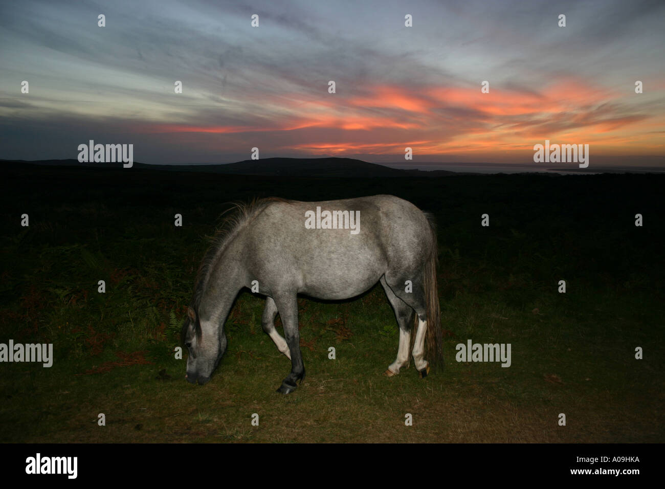 Wild horses gower hi-res stock photography and images - Alamy