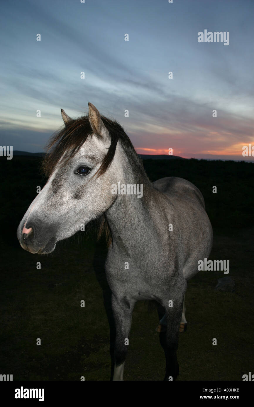 Wild horses gower hi-res stock photography and images - Alamy