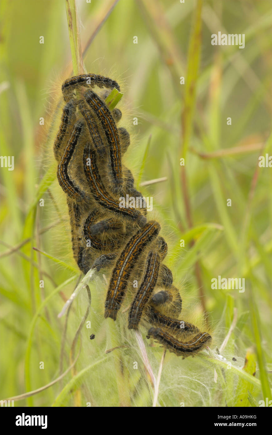 ground lackey moth (Malacosoma castrensis), cocoon Stock Photo - Alamy