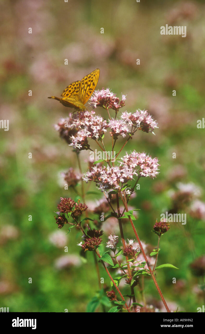 Silver wash fritillary hi-res stock photography and images - Alamy