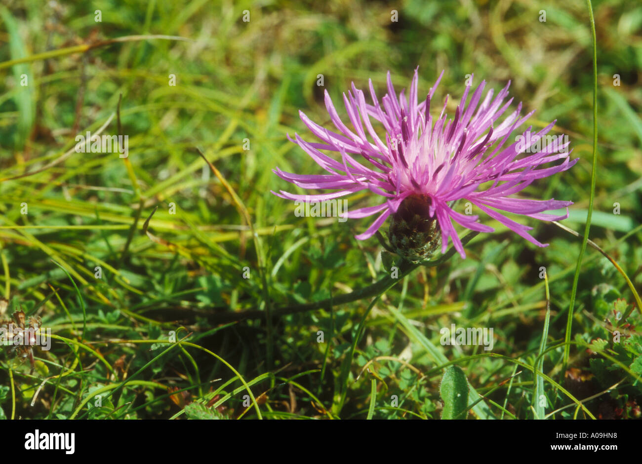 Greater Knapweed flower head Stock Photo - Alamy