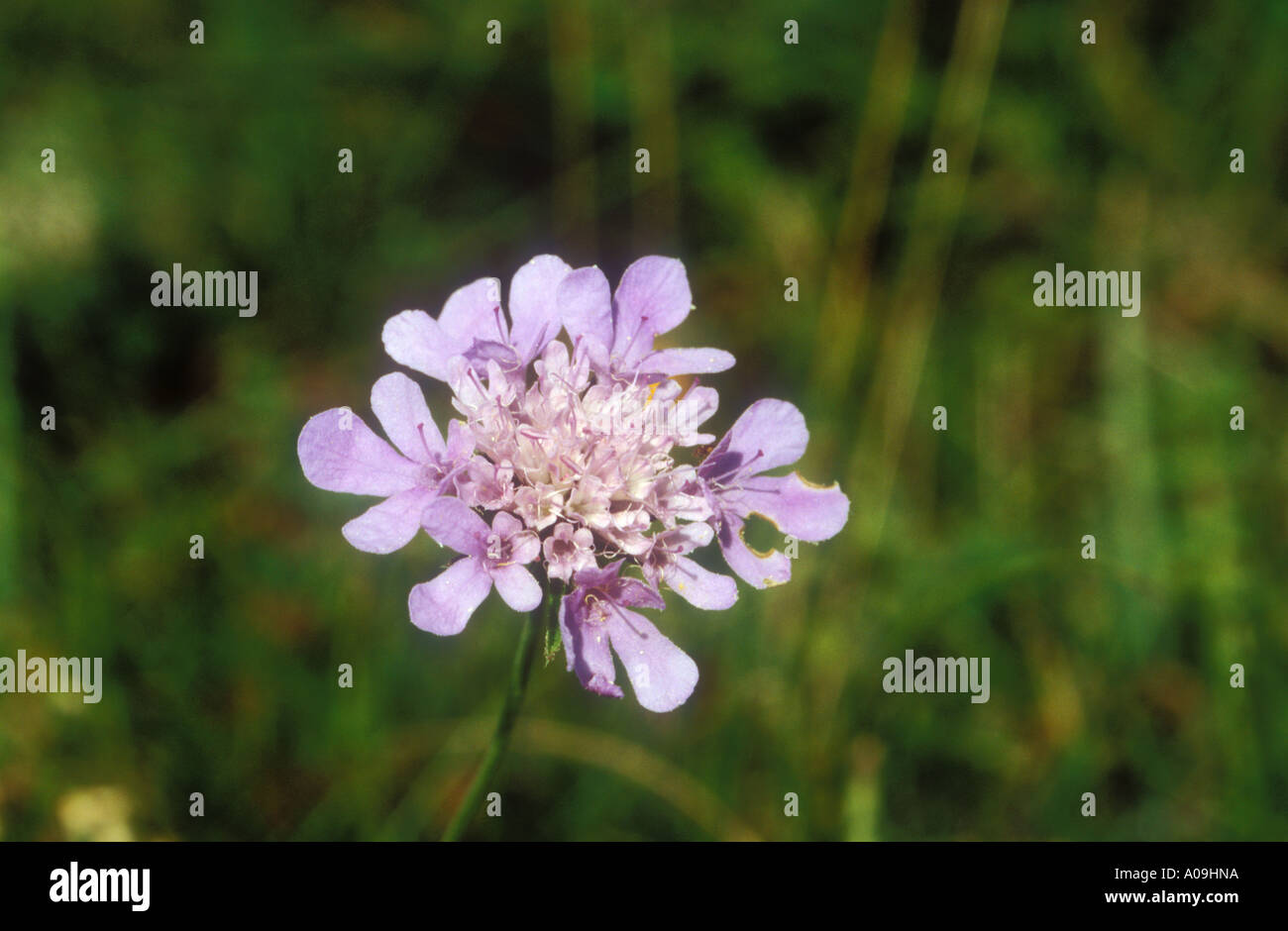 Devil s bit hi-res stock photography and images - Alamy