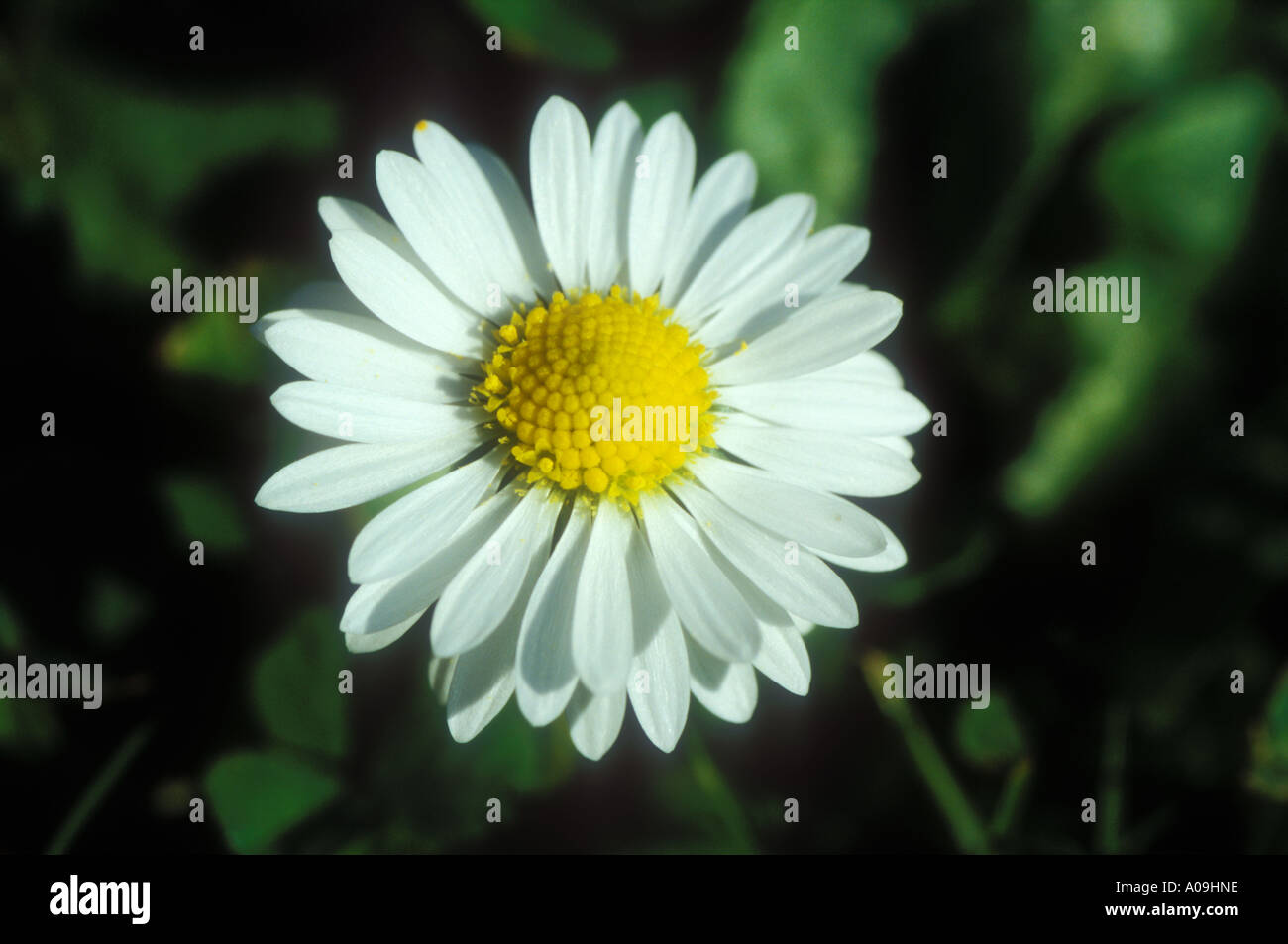 Daisy flower in grass miniature hi-res stock photography and images - Alamy