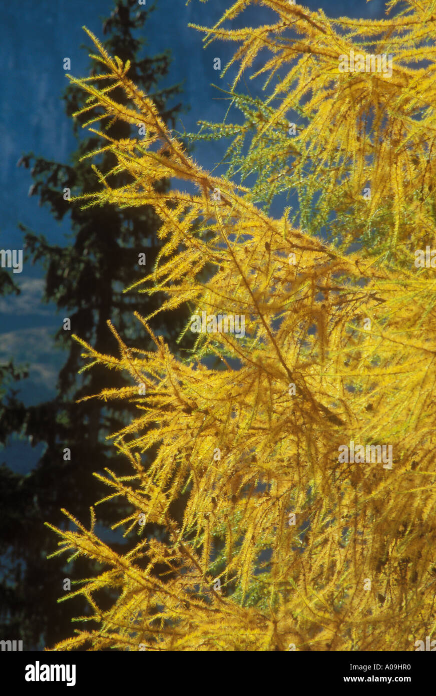 Larch Tree Autumn Scotland Stock Photos & Larch Tree Autumn Scotland ...