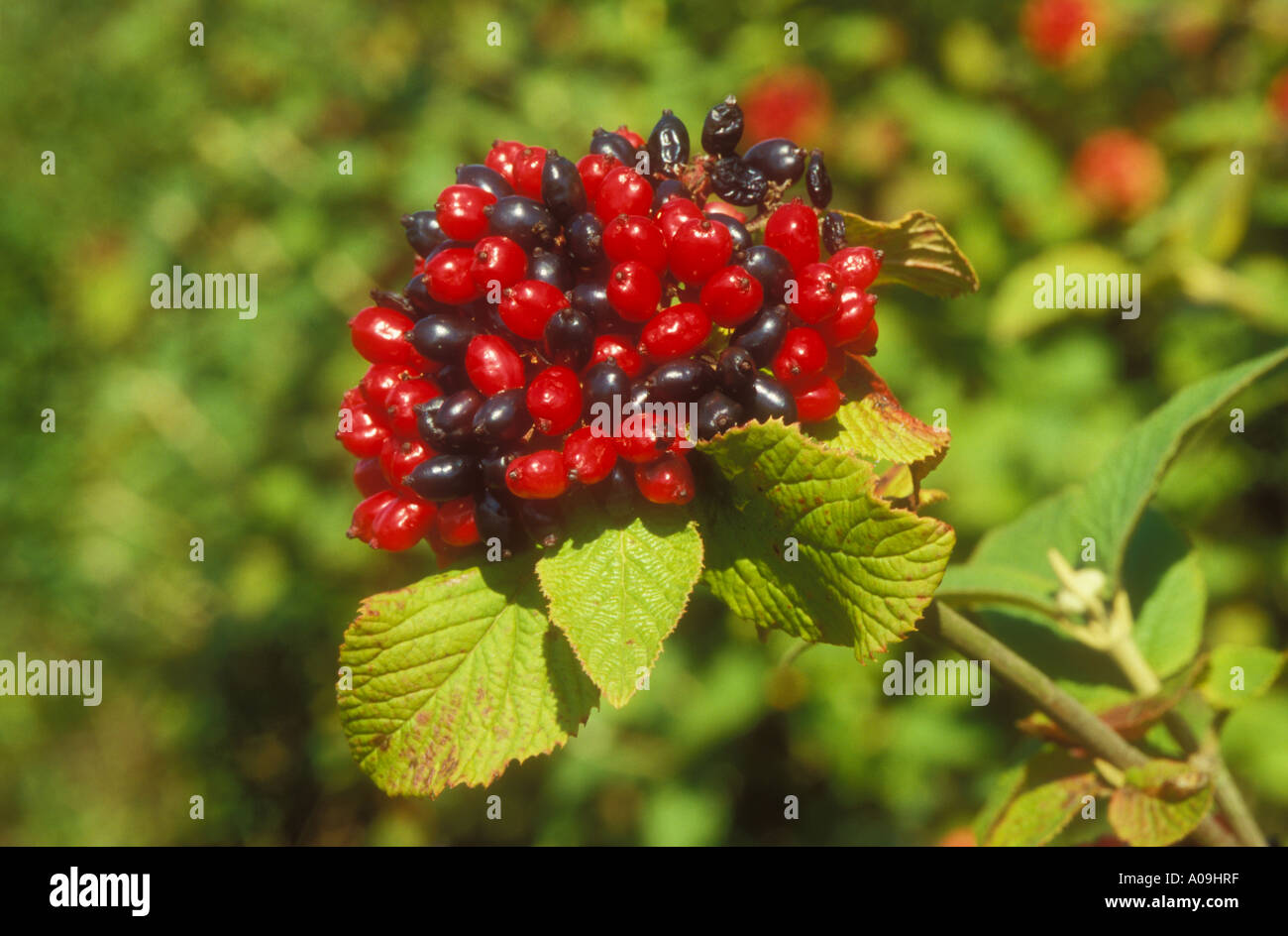 Wayfaring tree uk hi-res stock photography and images - Alamy