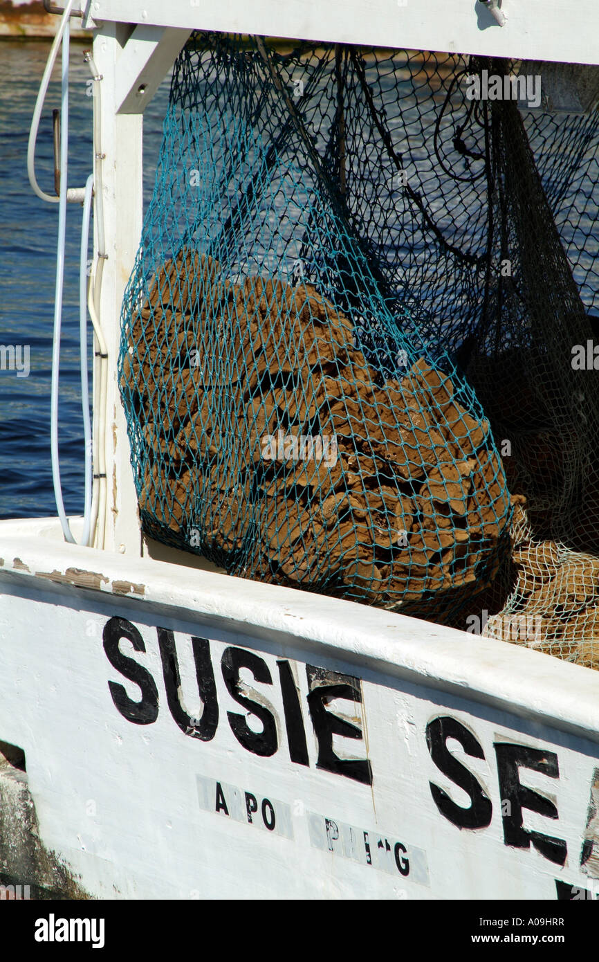 Sponges on the stern of a boat. Tarpon Springs Florida. Sponge capital ...
