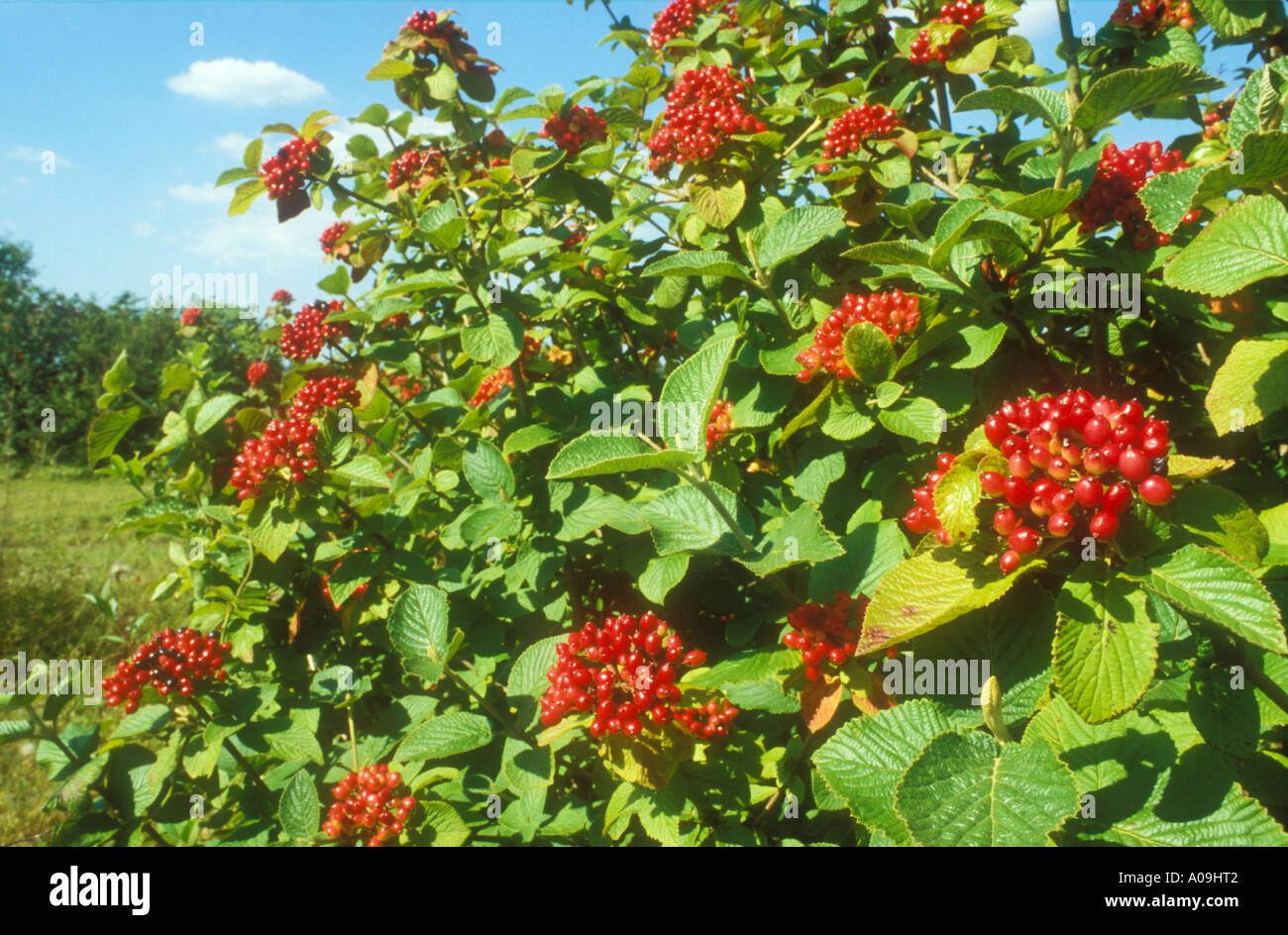 Wayfaring tree uk hi-res stock photography and images - Alamy