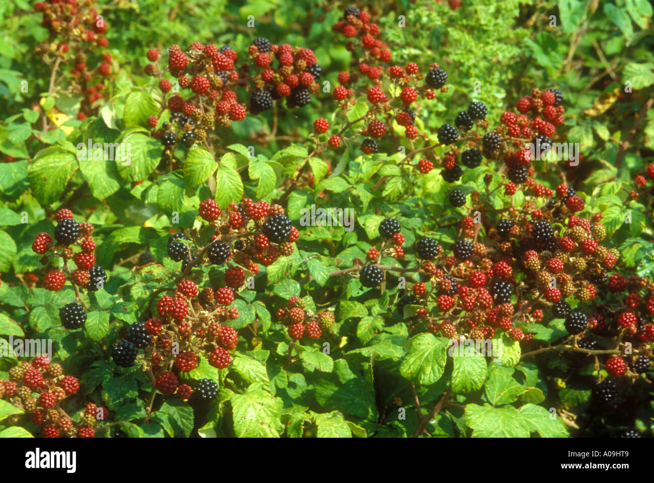 Mass of ripening Blackberries Stock Photo - Alamy