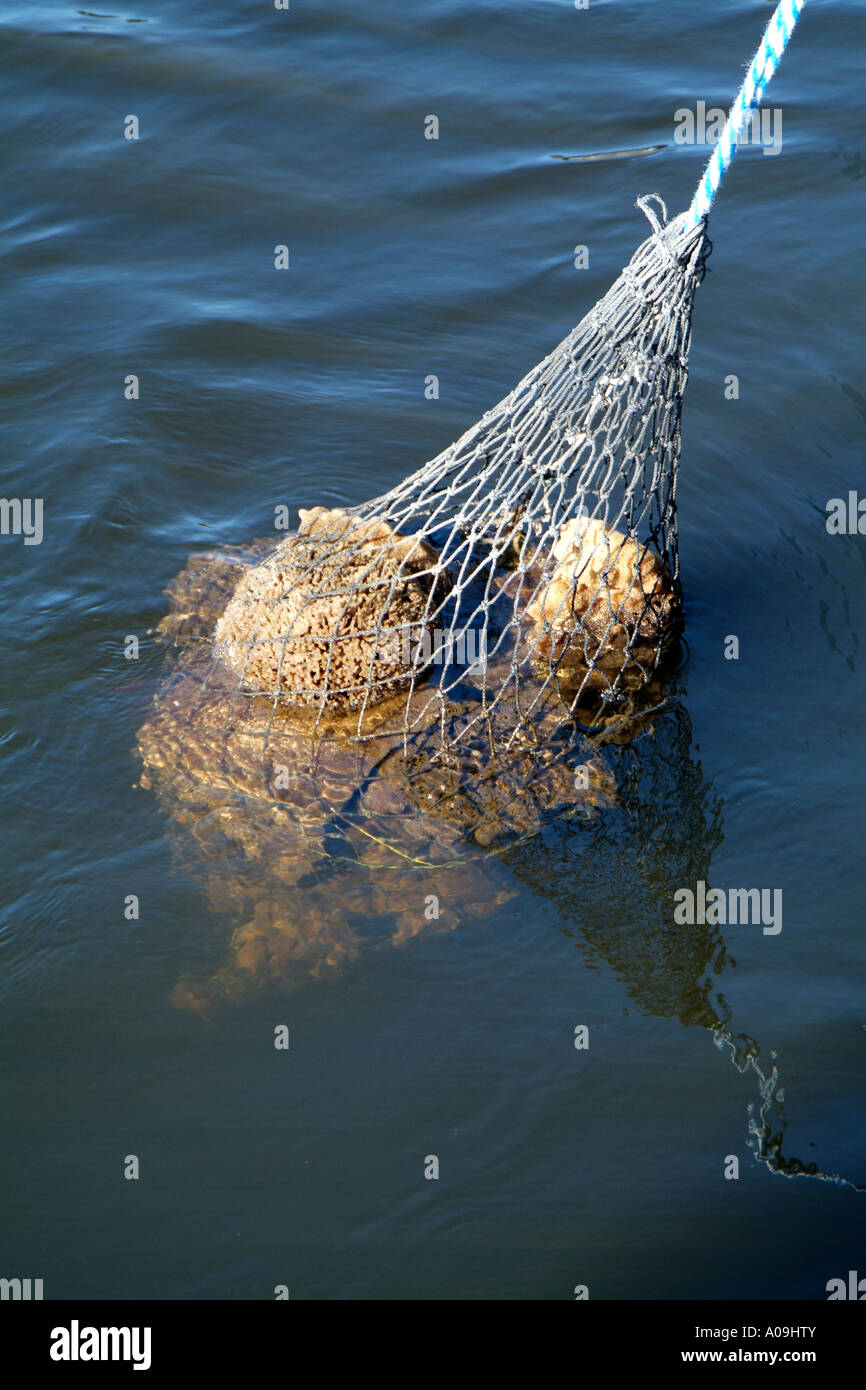 Sponge capital of the world hi-res stock photography and images - Alamy