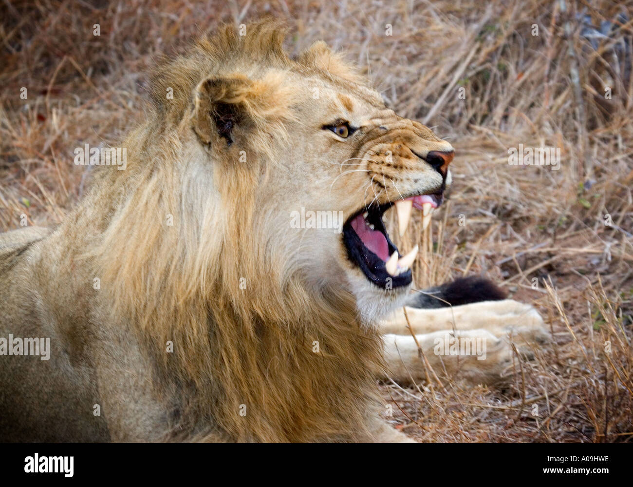 Tight headshot of Lion growling Stock Photo - Alamy