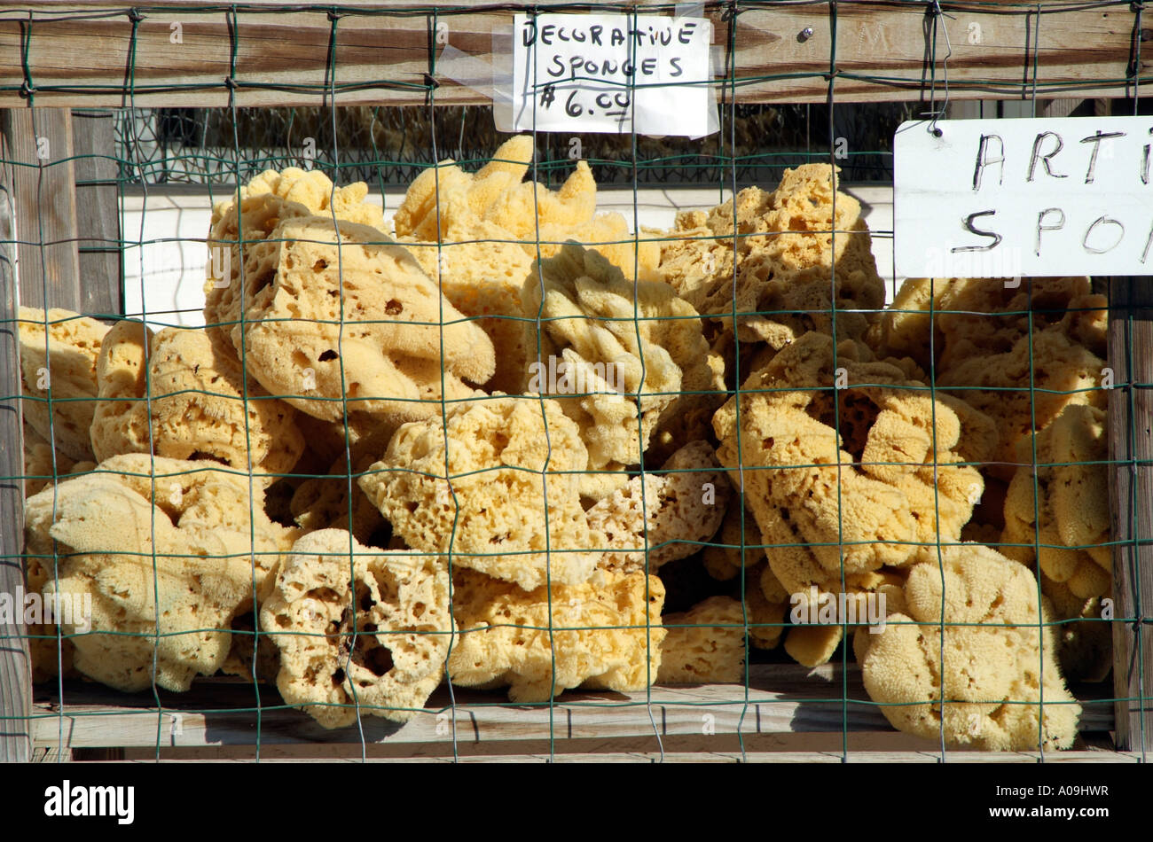 Sponges on sale in Tarpon Springs Florida. Sponge capital of the world ...