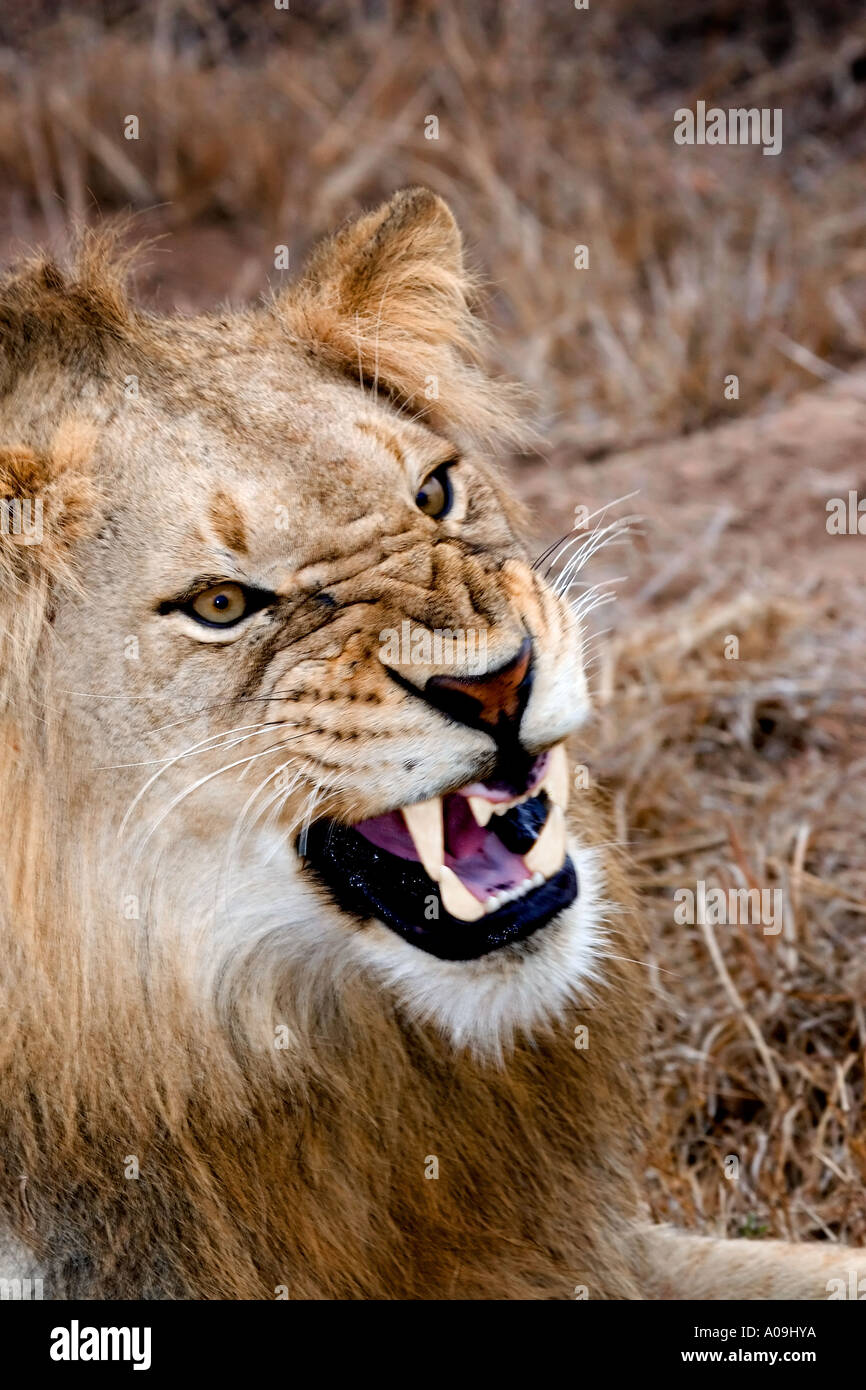 Tight head shot of Lion bearing teeth Stock Photo - Alamy
