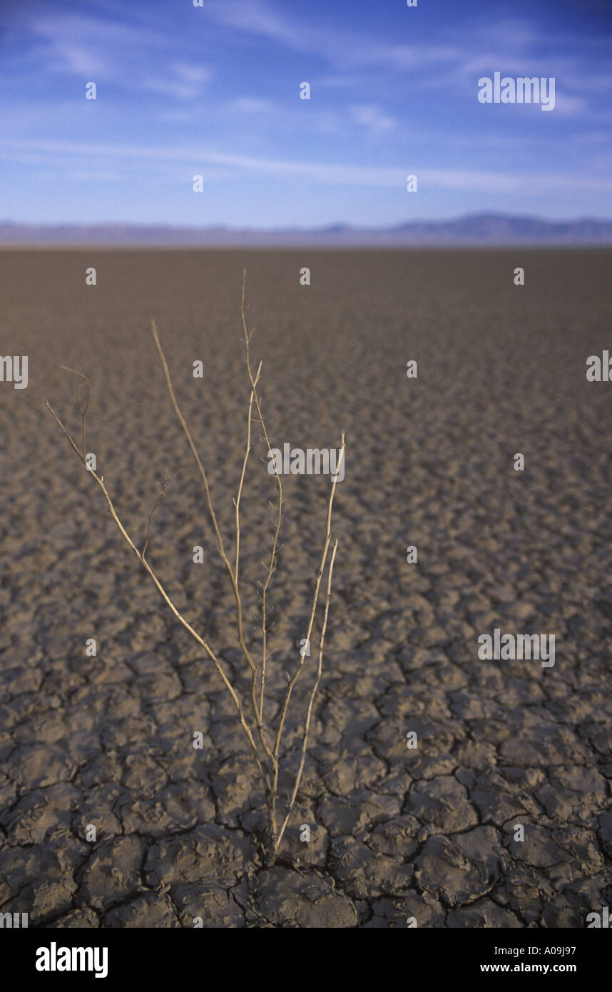Mohave desert plant hi-res stock photography and images - Alamy
