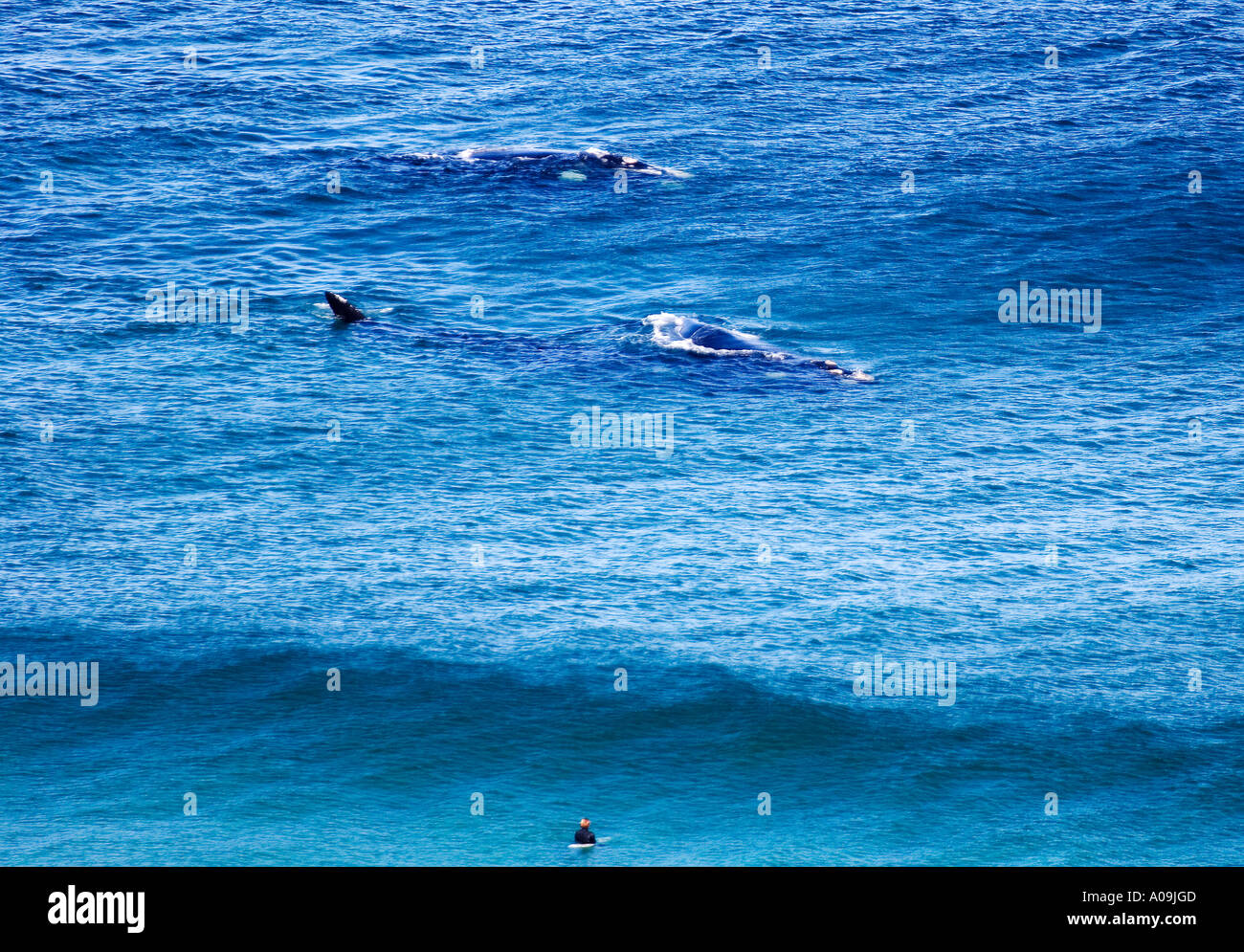 Surfer sitting on surfboard observing large whales passing by Stock ...