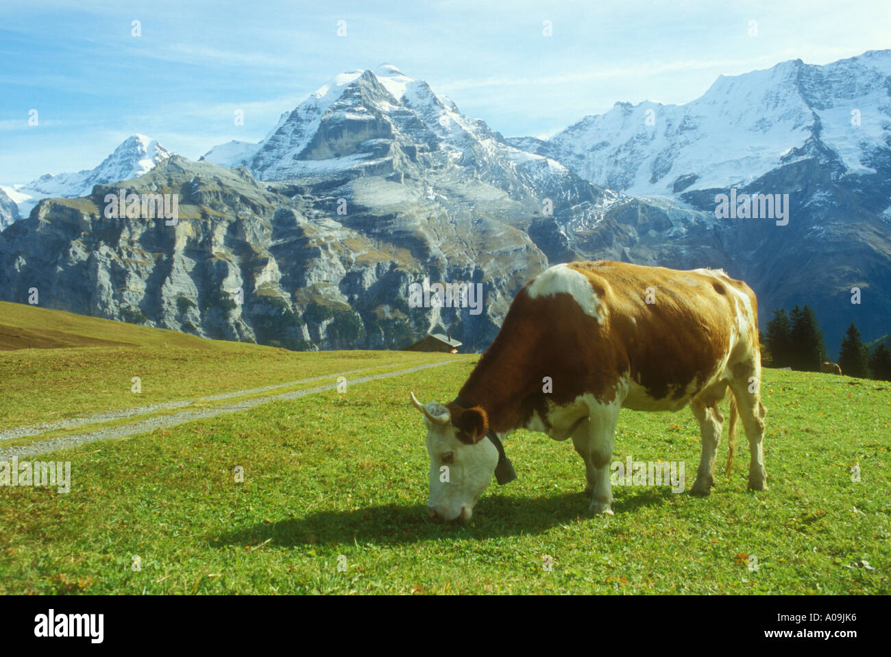 Brown swiss cow autumn hi-res stock photography and images - Alamy