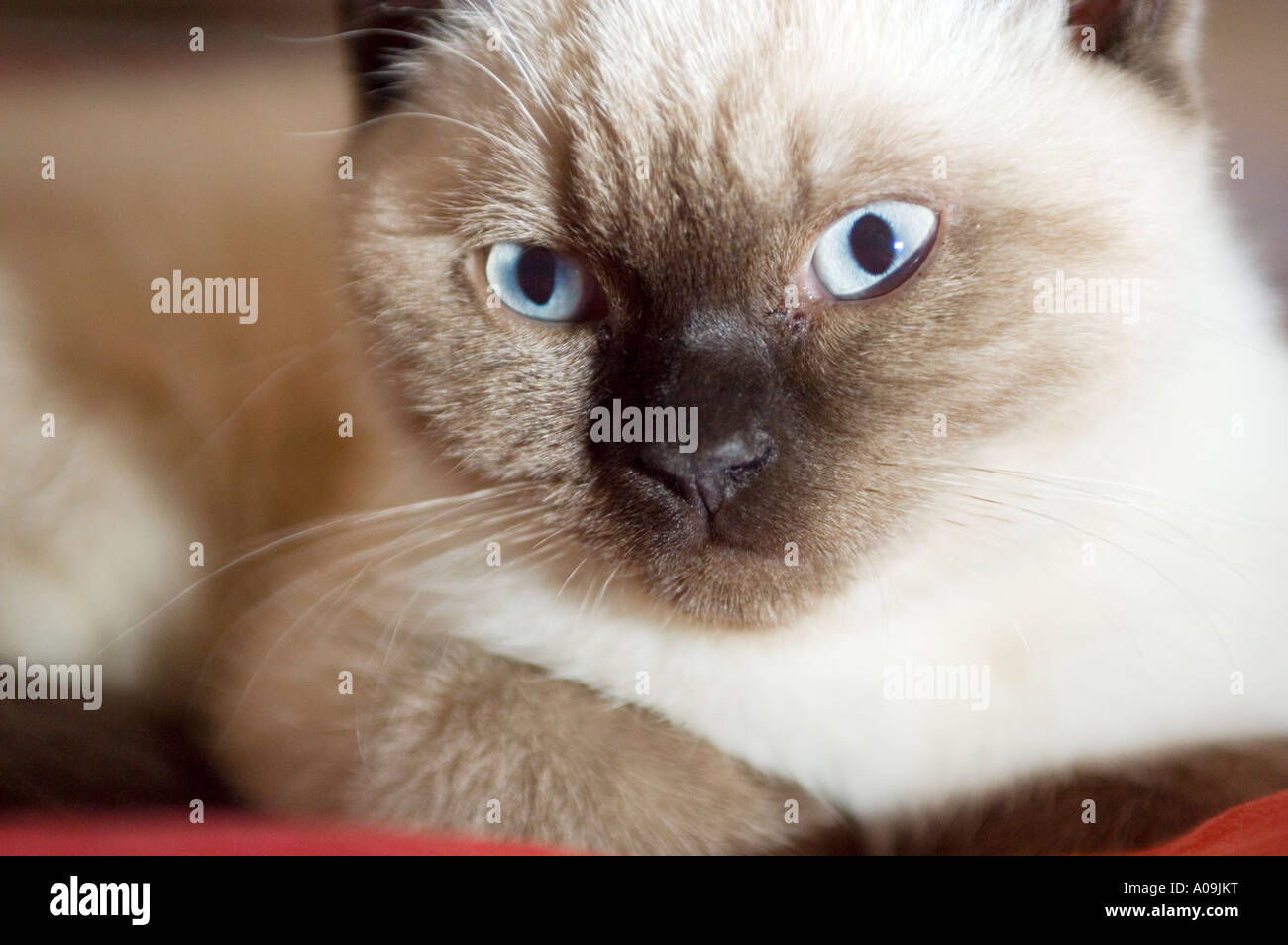 A British Siamese Kitten Stock Photo - Alamy