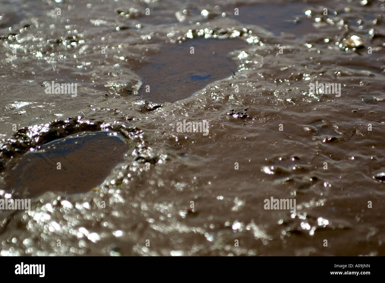 Mud bog hi-res stock photography and images - Alamy