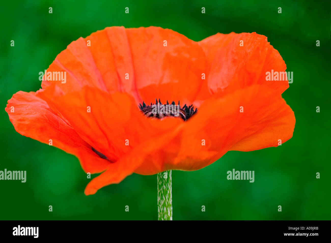 Four petaled flower hi-res stock photography and images - Alamy