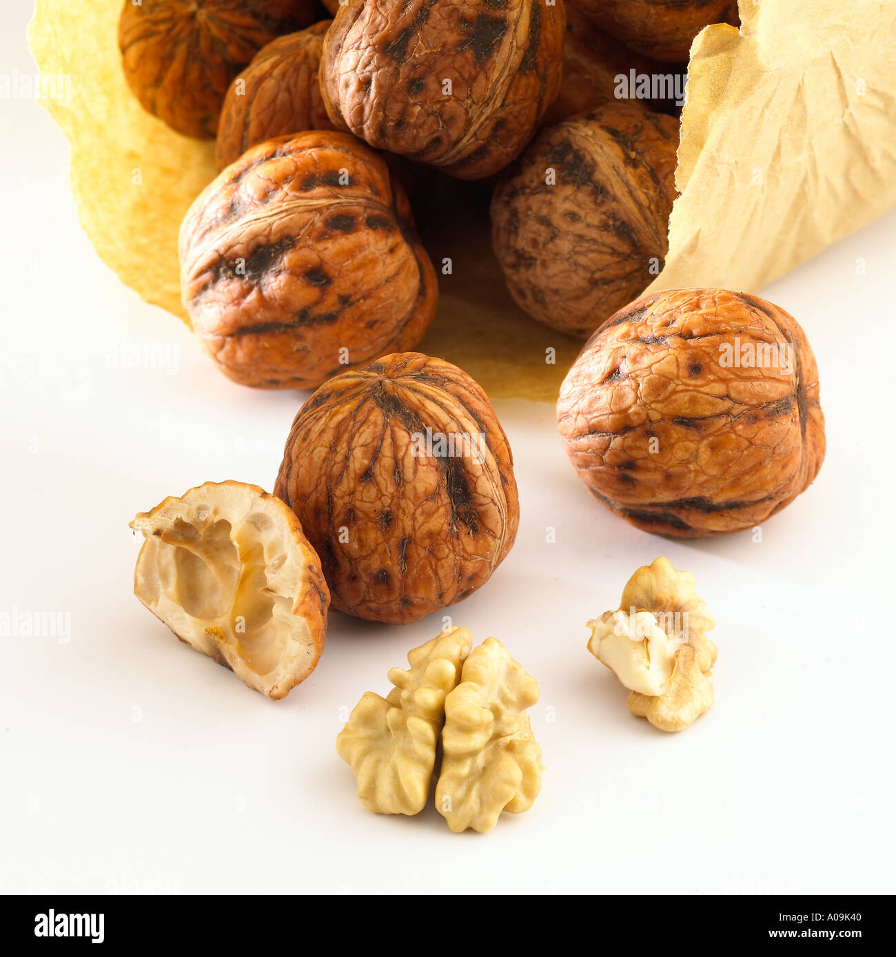 Wet Walnuts one broke open on white close up Keywords still life nuts ...