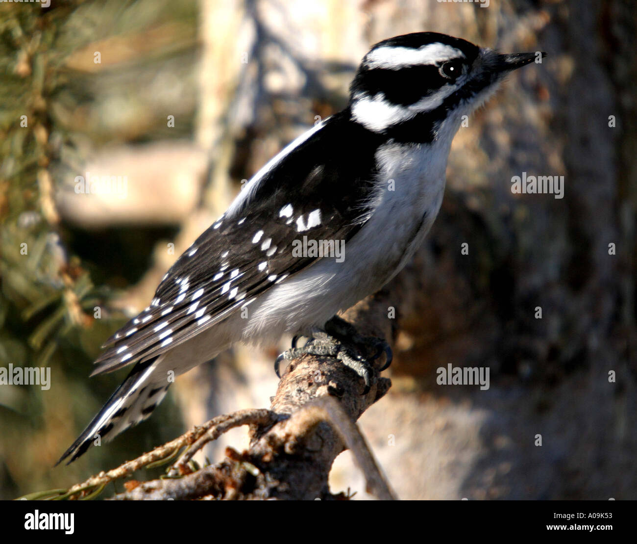 Birds of North America Hairy woodpecker; picoides villosus Stock Photo ...