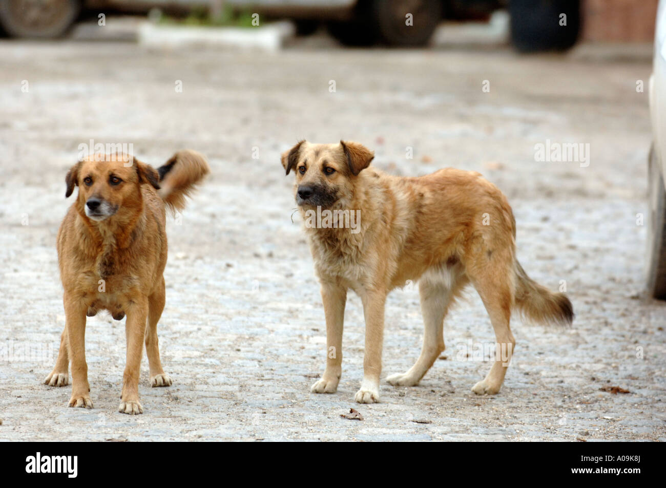 Rabid Dog High Resolution Stock Photography and Images - Alamy