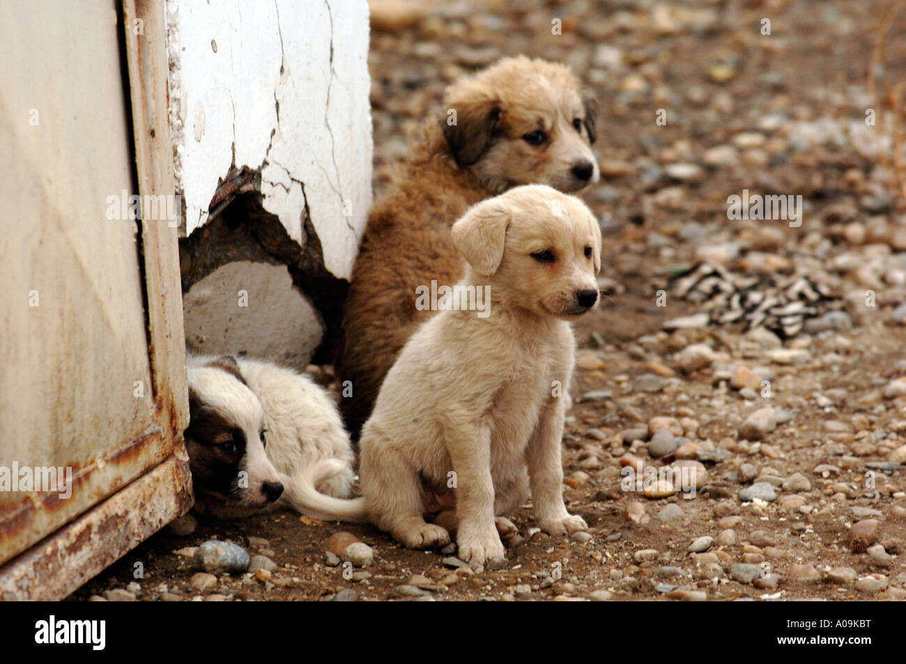 Stray dogs roam freely at the Bulgarian / Romania Border of Calarasi in ...