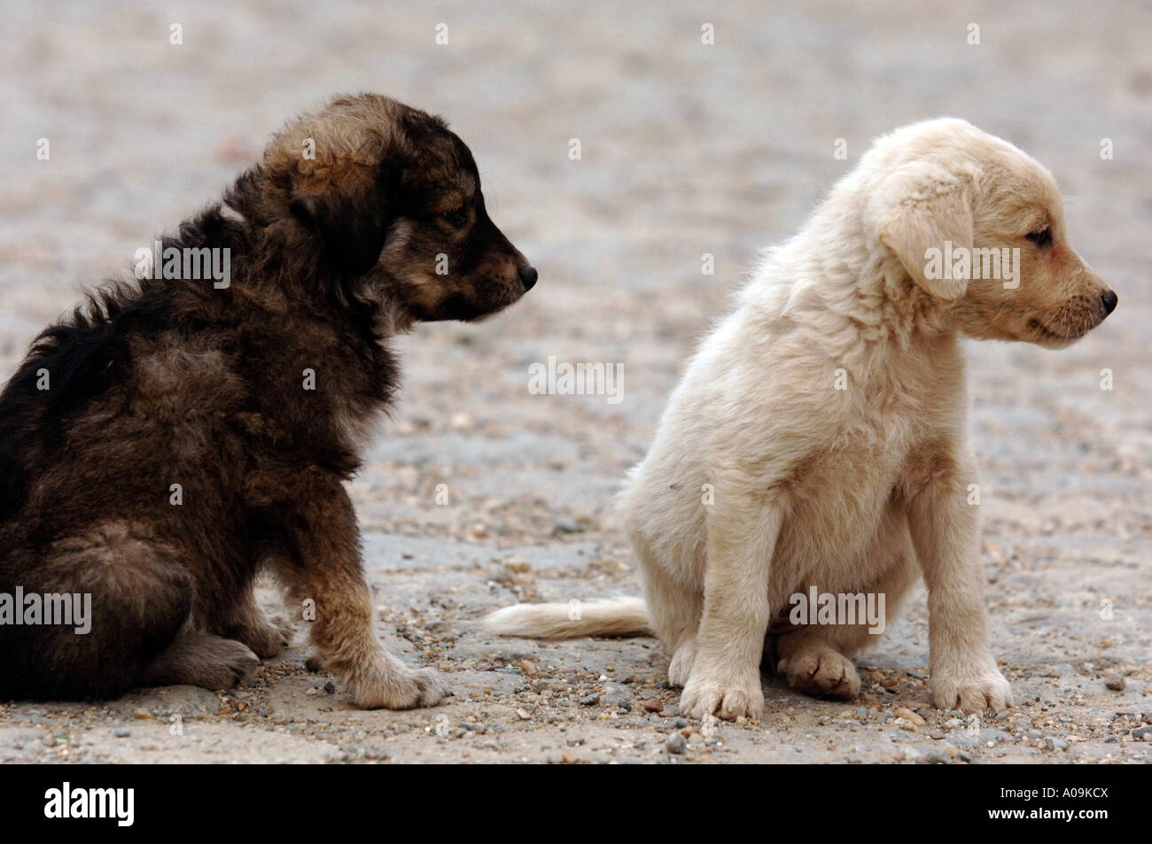 Romania stray dogs hi-res stock photography and images - Alamy