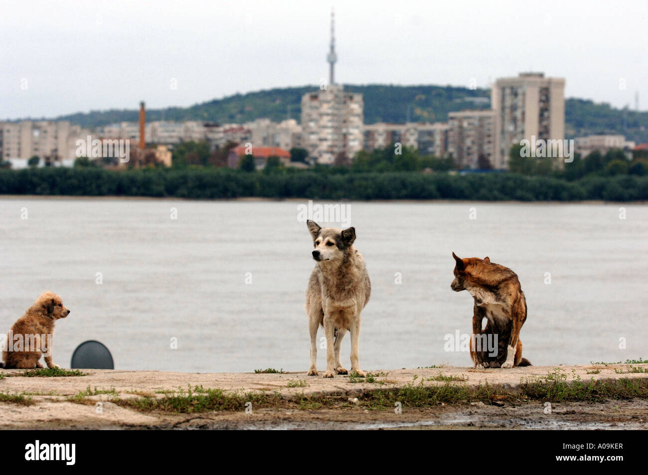 Dogs of romania hi-res stock photography and images - Alamy