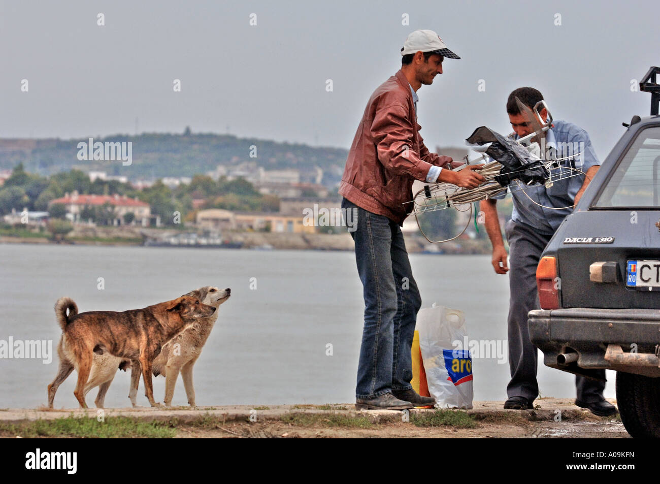 Stray dogs roam freely at the Bulgarian / Romania Border of Calarasi in ...