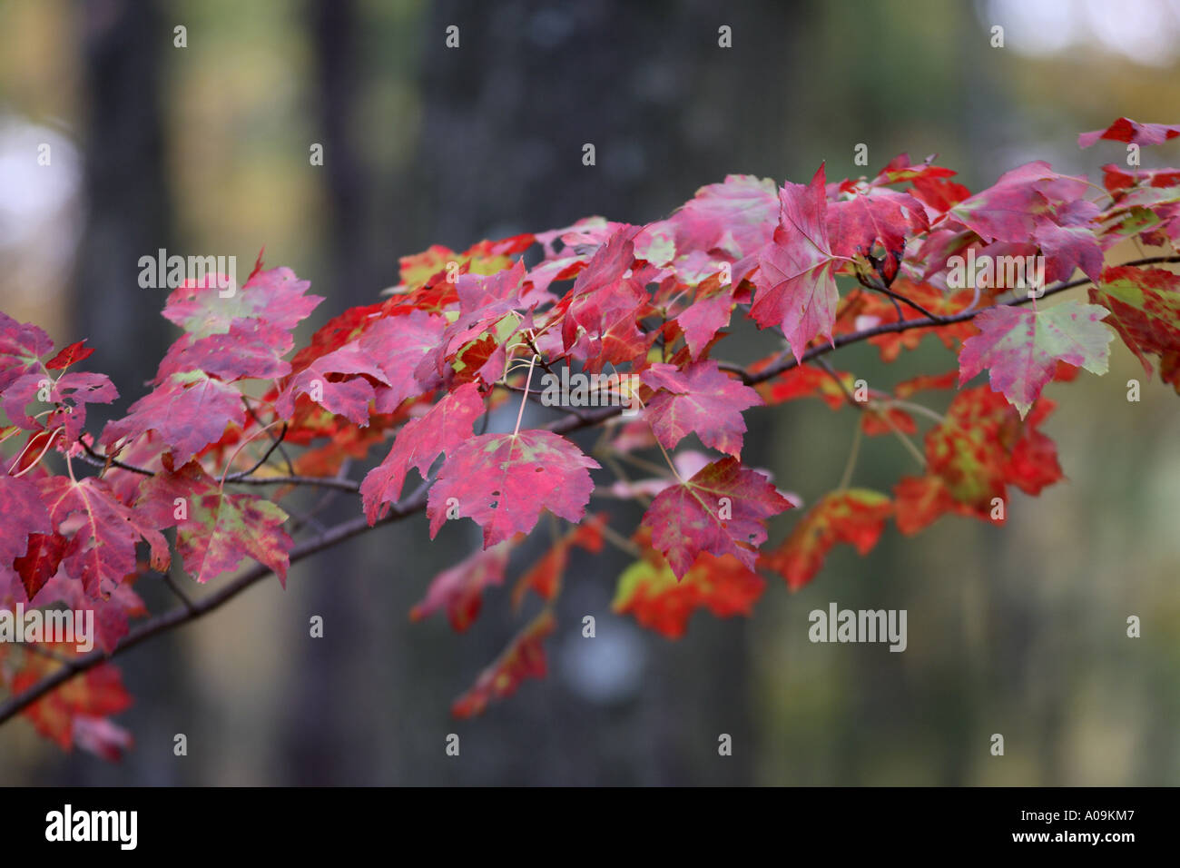 Woods pennsylvania autumn maple trees hi-res stock photography and ...