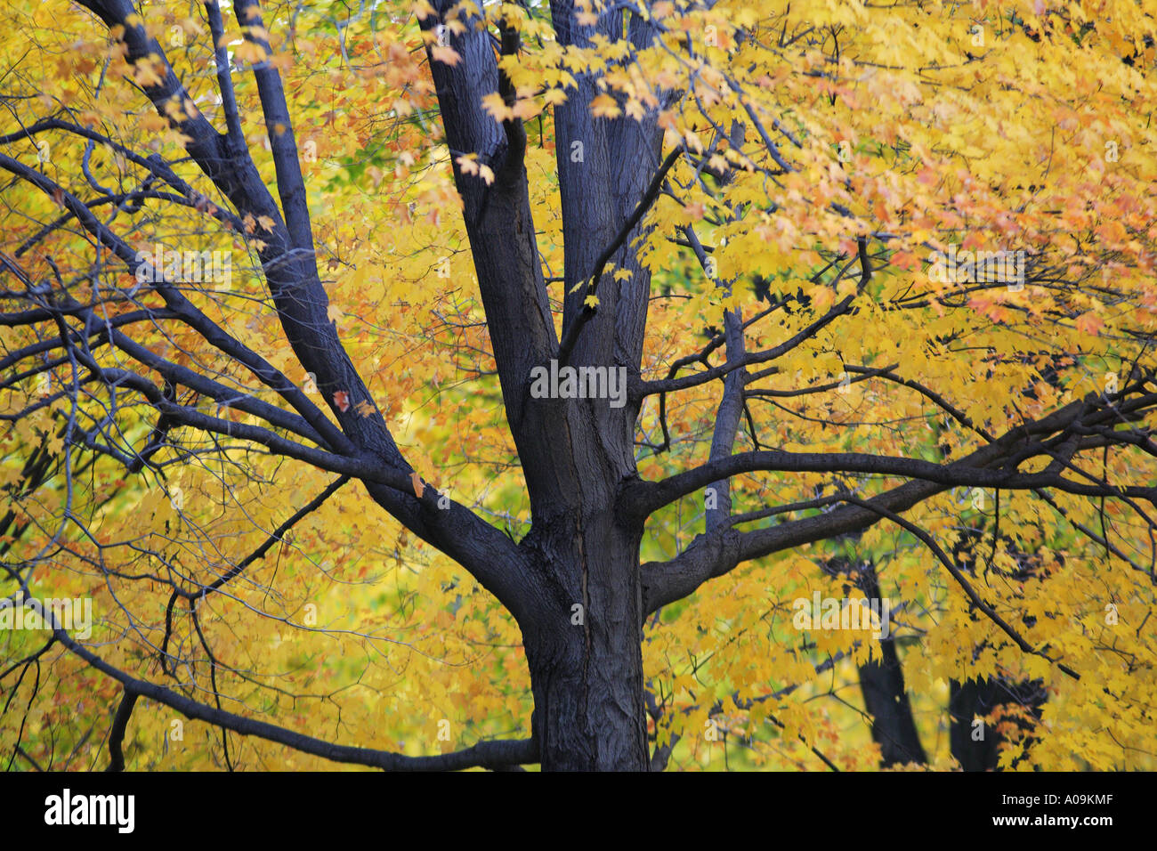 Autumn Forest scene looking into the woods with maple tree in full fall ...