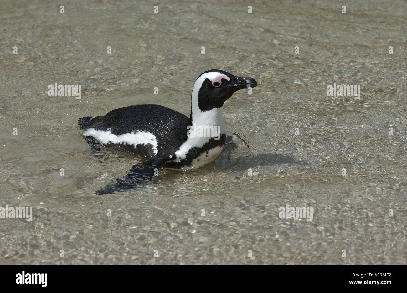 African Penguin South Africa Stock Photo - Alamy