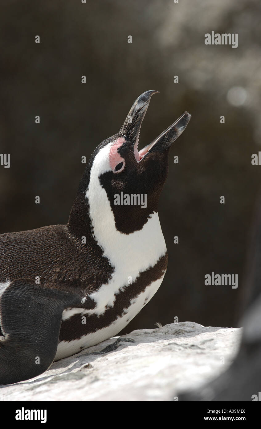 African Penguin calling South Africa Stock Photo - Alamy