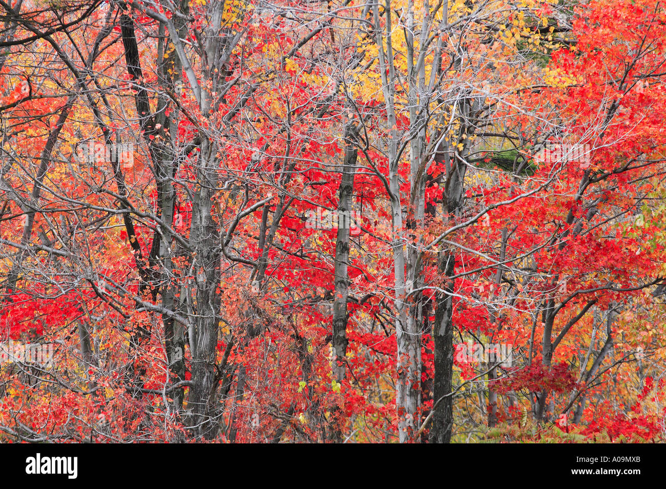 A view into the autumn woods with maple trees in full fall foliage ...