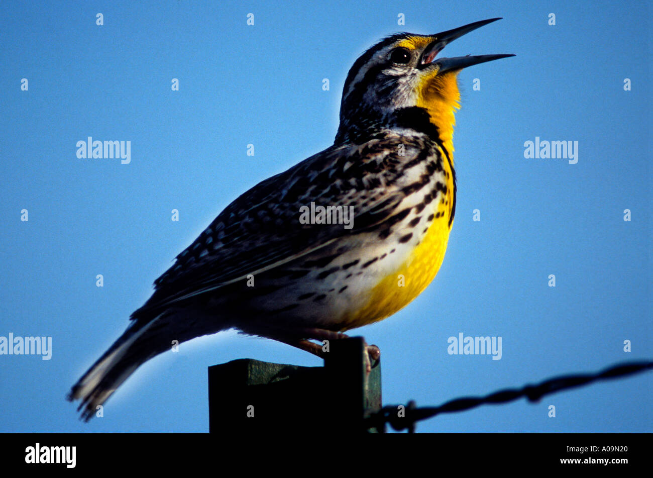Bird lark meadow hi-res stock photography and images - Alamy