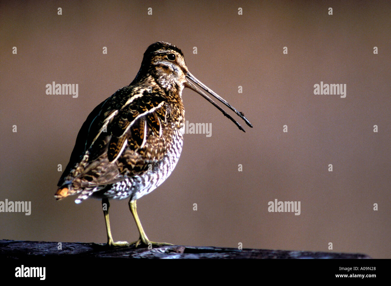 The snipe hi-res stock photography and images - Alamy