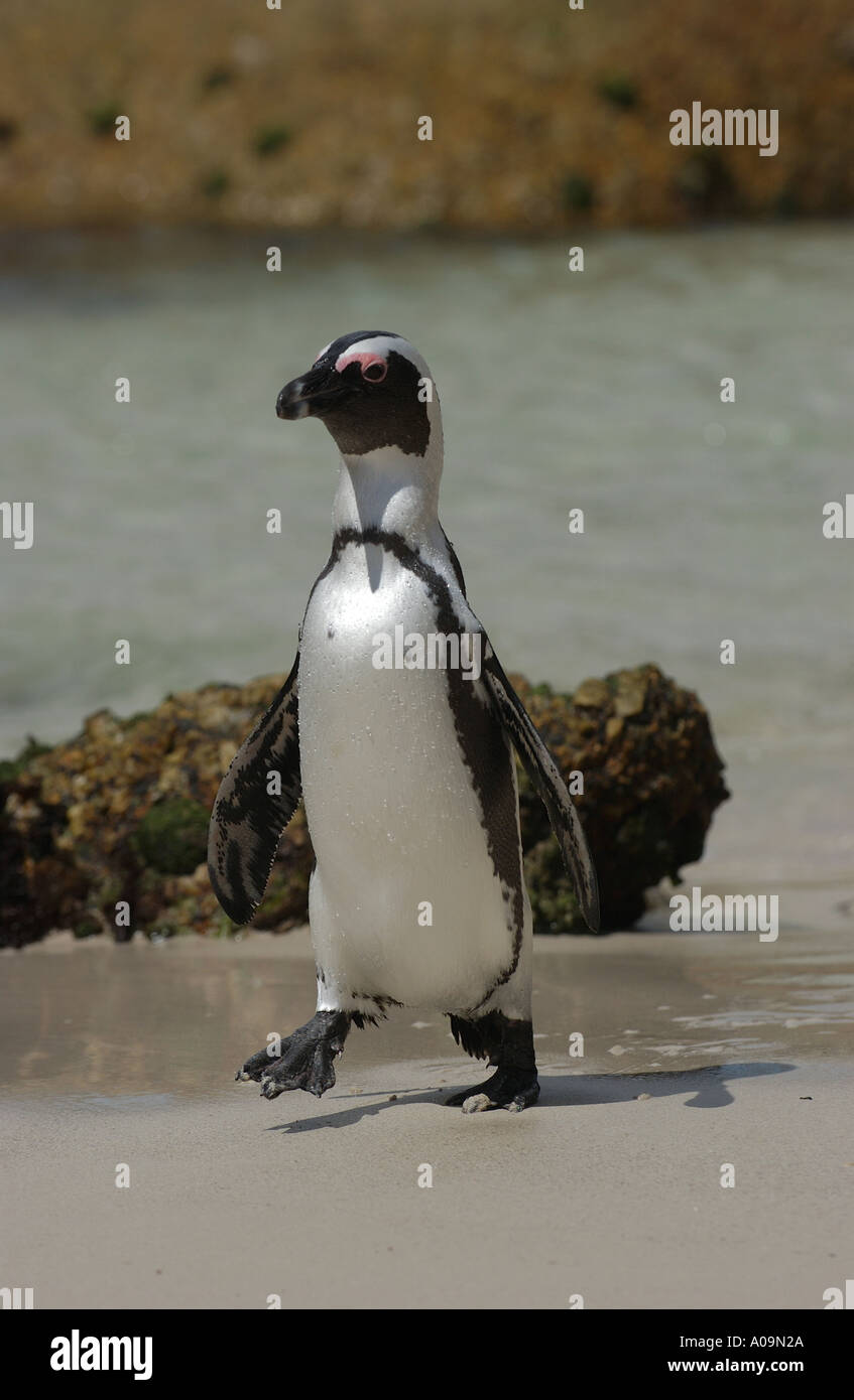 African Penguin South Africa Stock Photo - Alamy