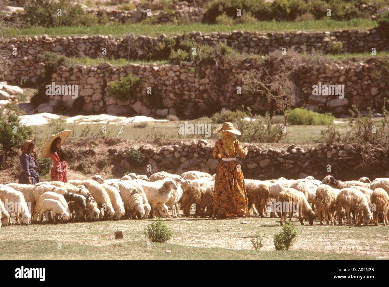 Arab woman women farming sheep hi-res stock photography and images - Alamy