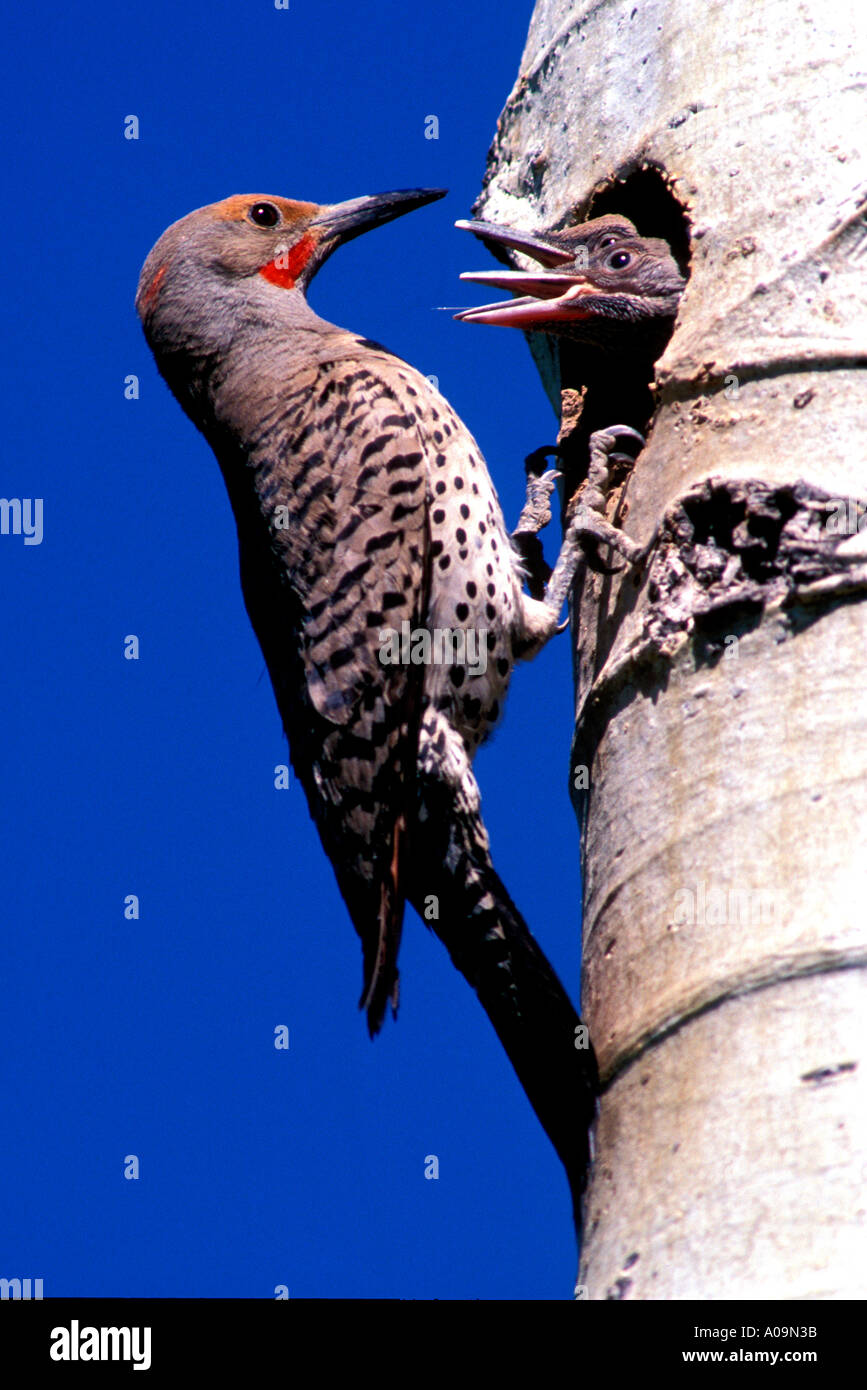 B-32 MALE FLICKER FEEDING YOUNG Stock Photo - Alamy