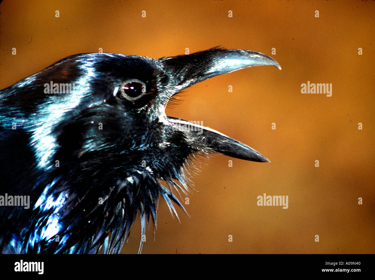 Raven b hi-res stock photography and images - Alamy