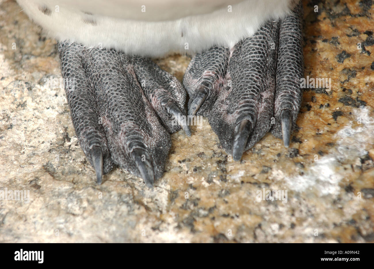 African penguin foot hi-res stock photography and images - Alamy