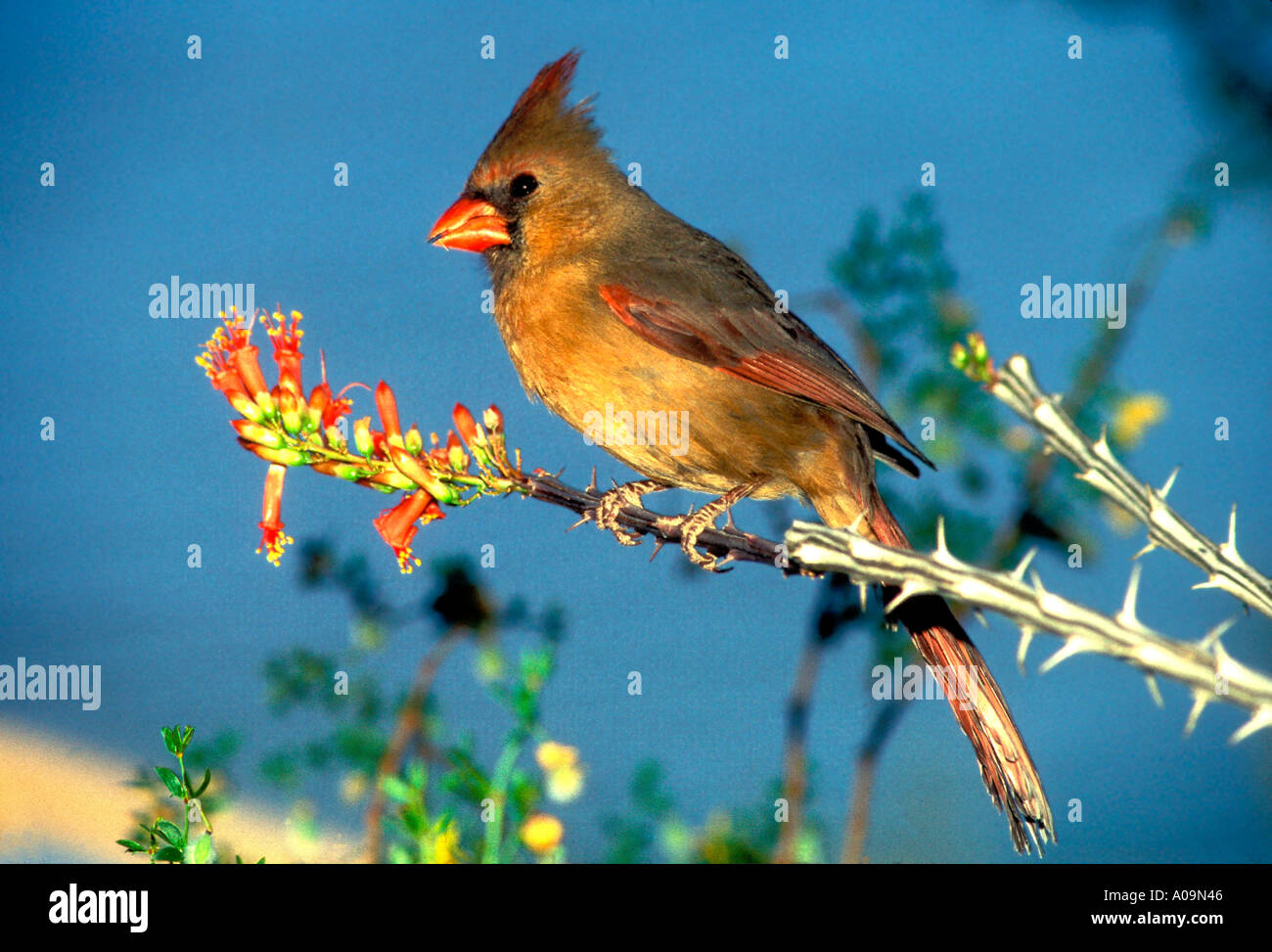Cardinal bird female beauty colorful hi-res stock photography and ...