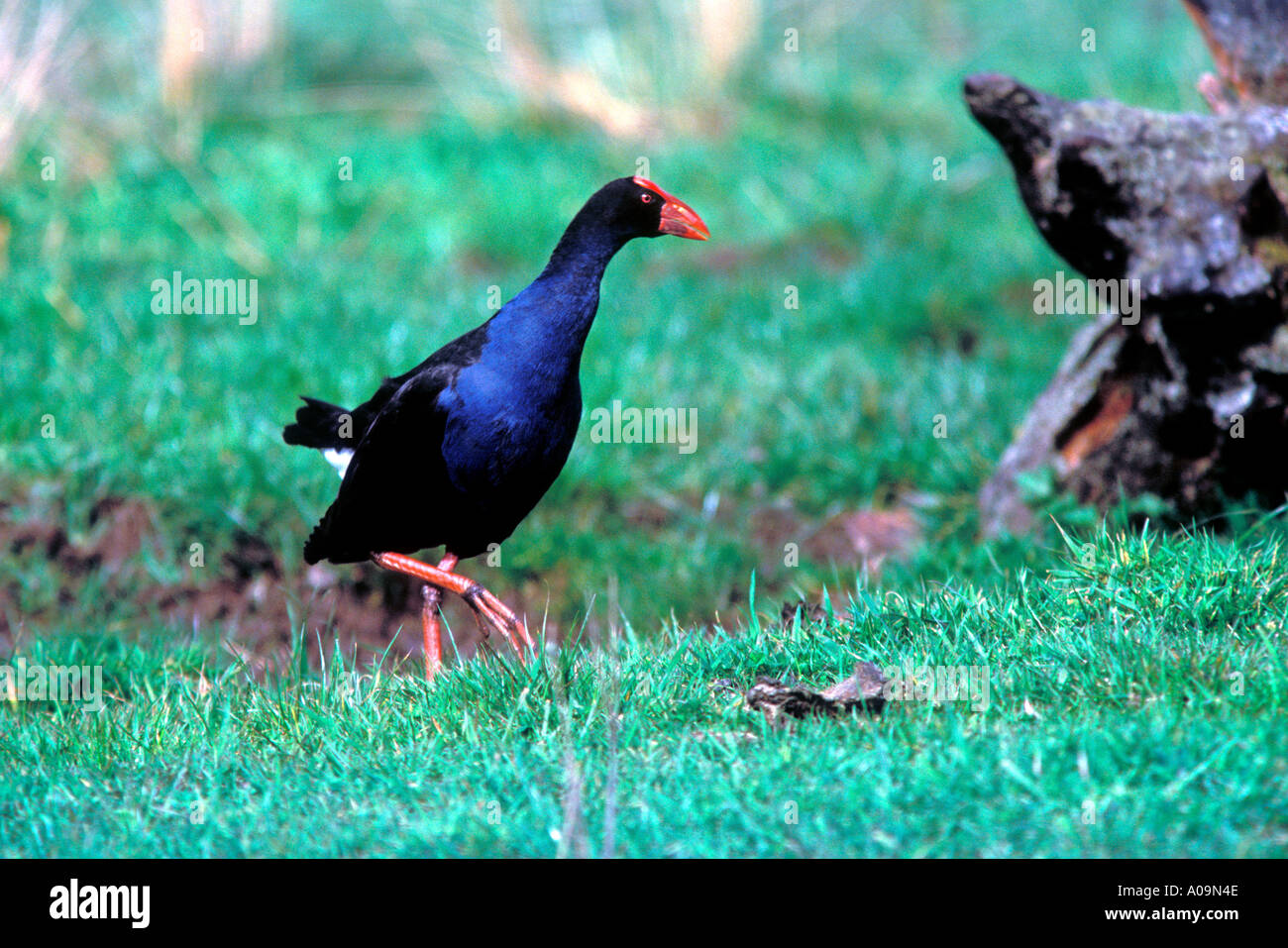 Pukeko in the grass hi-res stock photography and images - Alamy