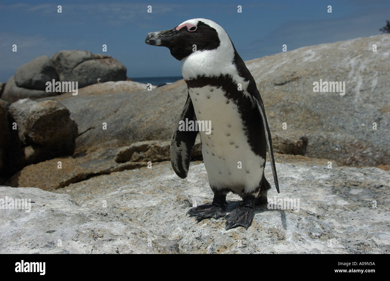 African Penguin South Africa Stock Photo - Alamy