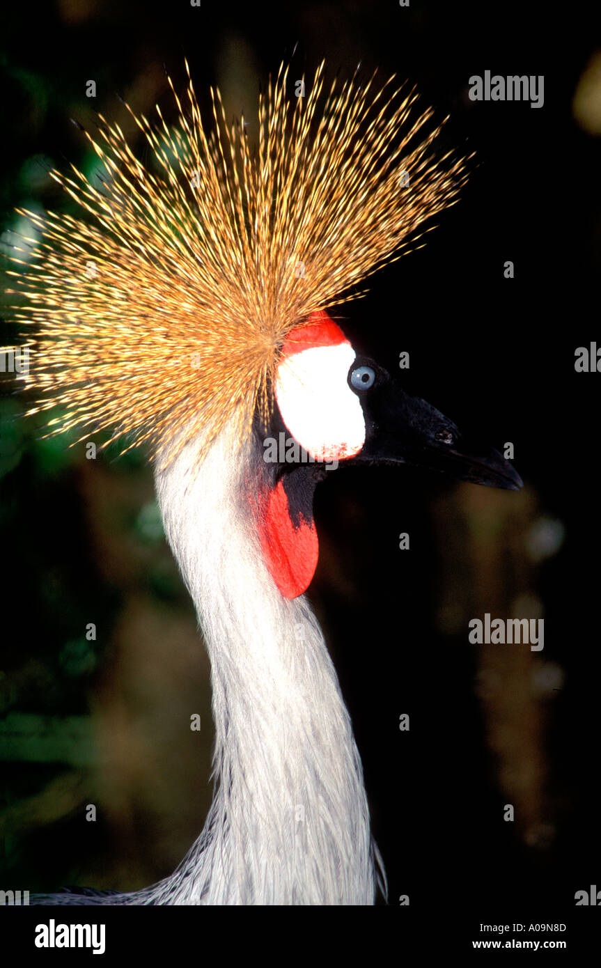 Head crane hi-res stock photography and images - Alamy