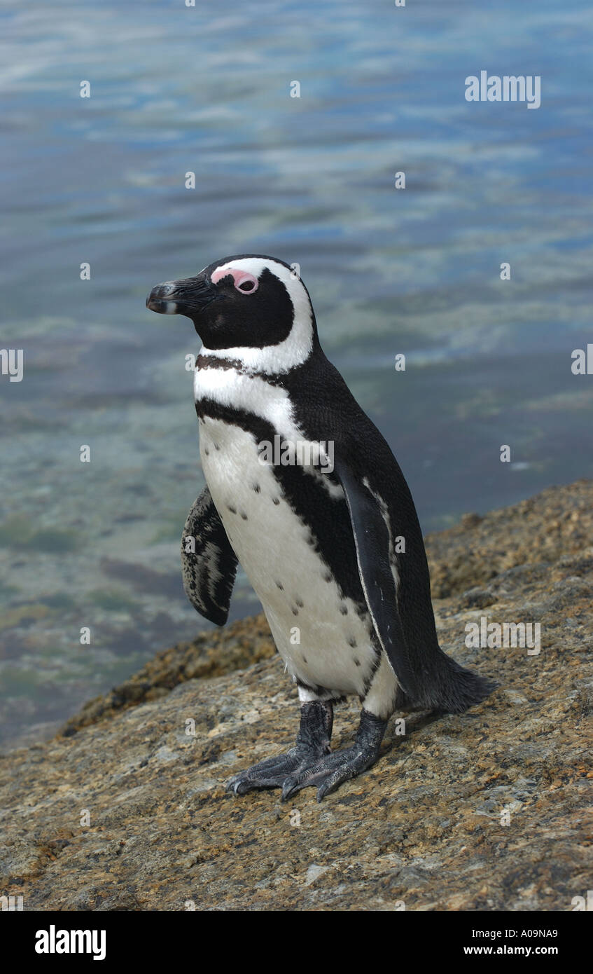 African Penguin South Africa Stock Photo - Alamy