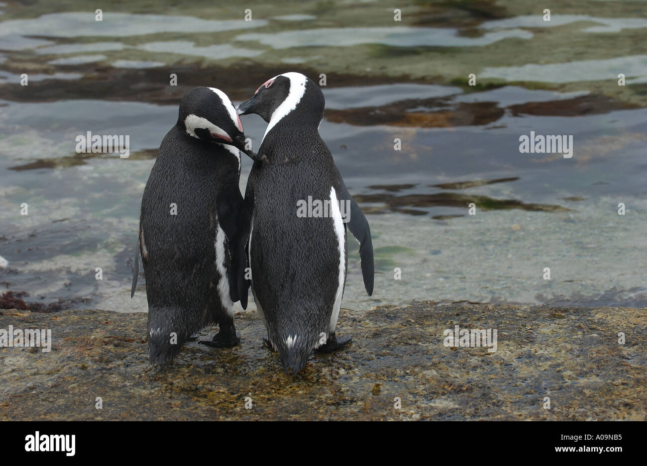 Pair of African Penguins preening each other Stock Photo - Alamy